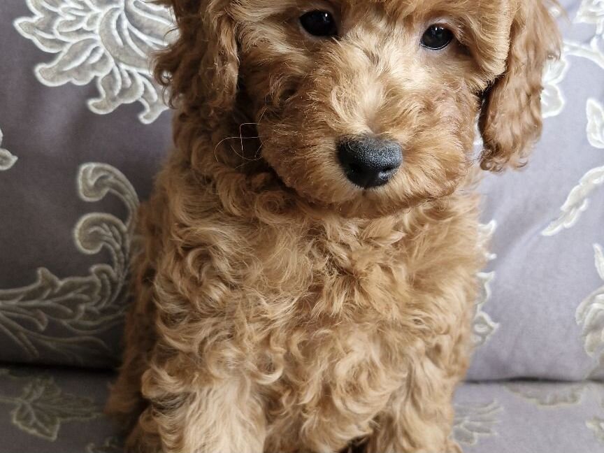 Пудель щенок