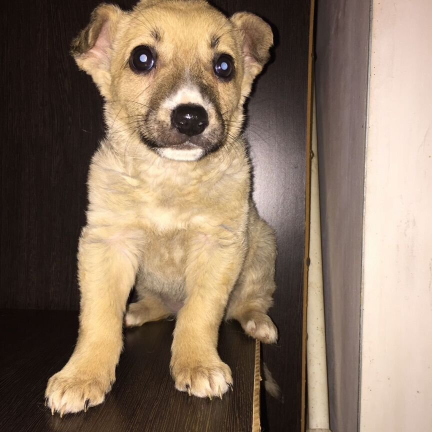 Щенулька мальчик ищет дом