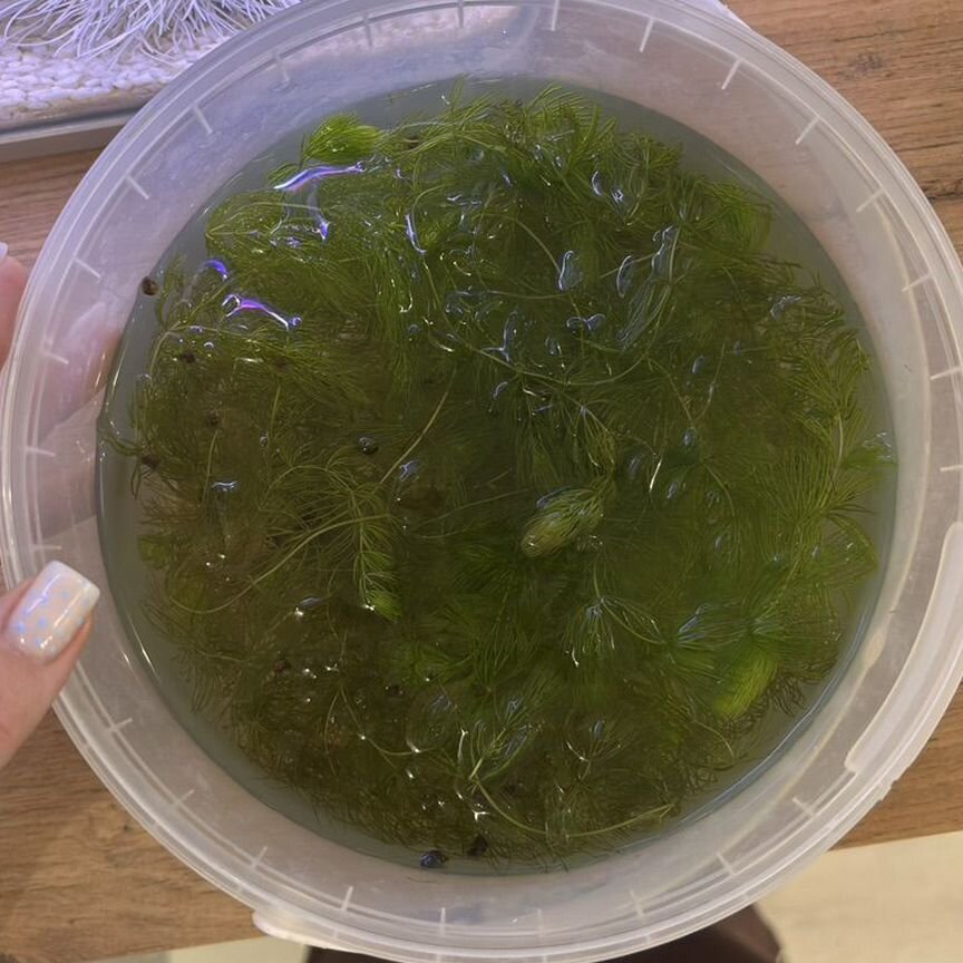 Аквариумные улитки ампулярии