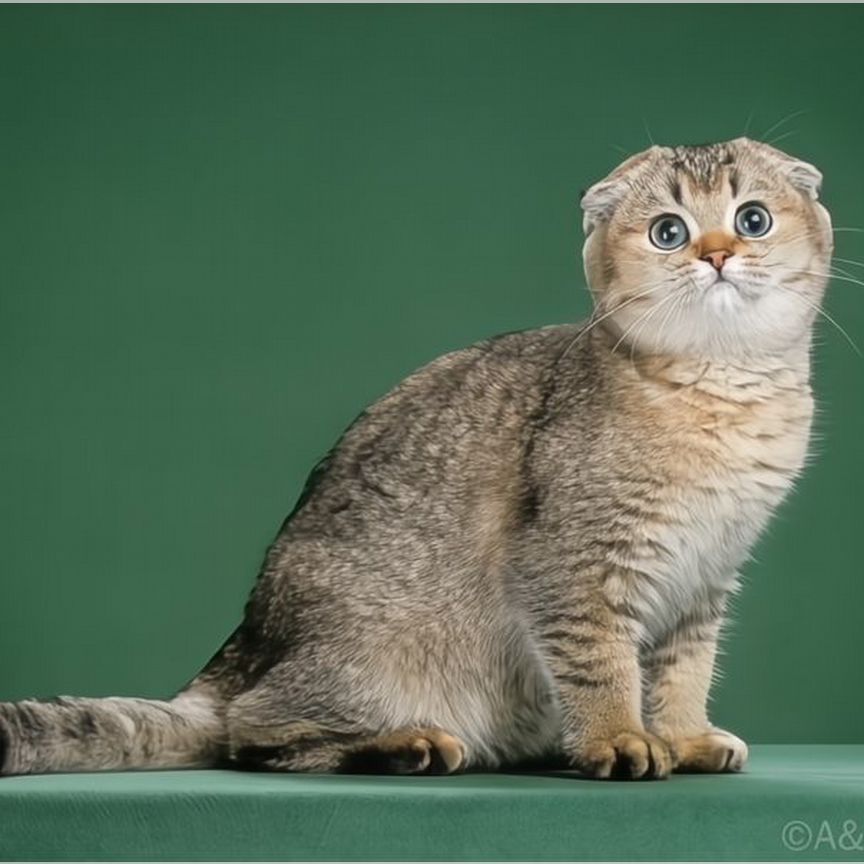 Шотландский вислоухий короткошёрстный котёнок