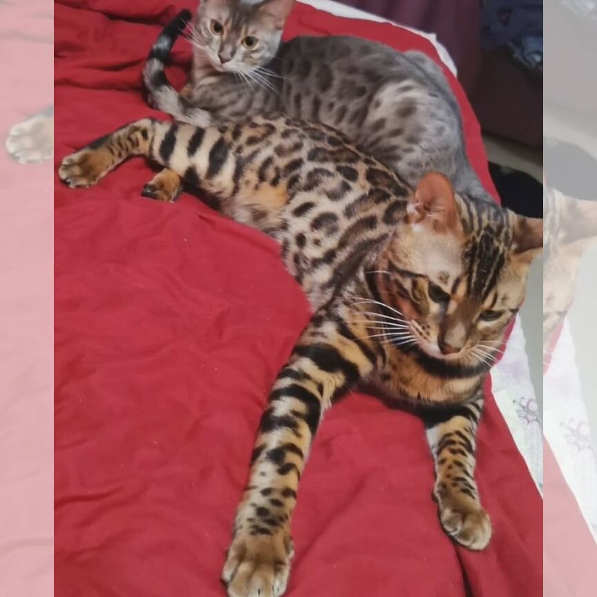 Бенгальские котята