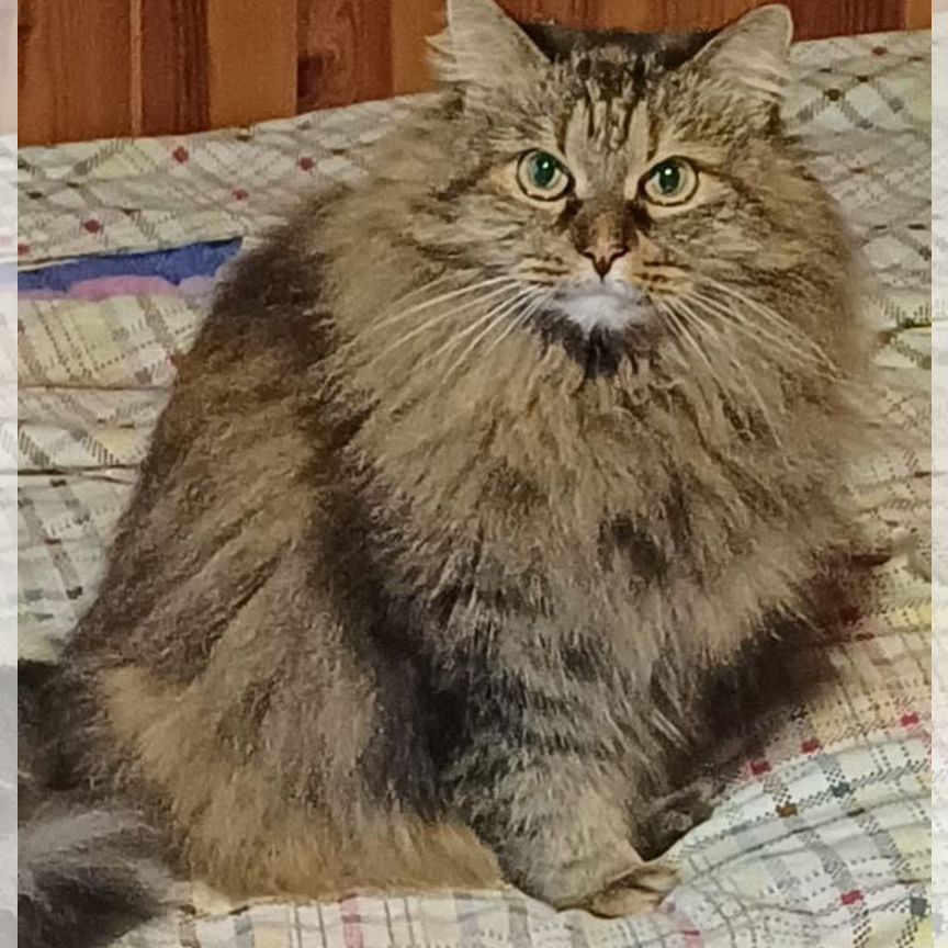 Взрослая, кошка в добрые руки