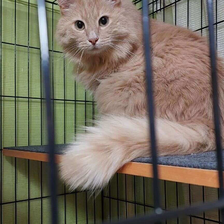 Взрослый кот в добрые руки