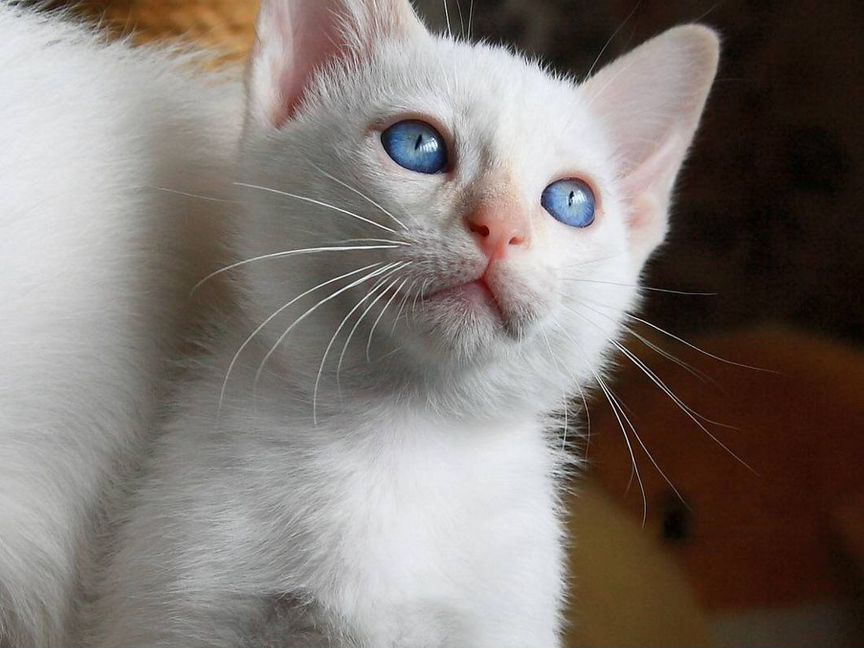 Тайские котята ждут переезда на пмж