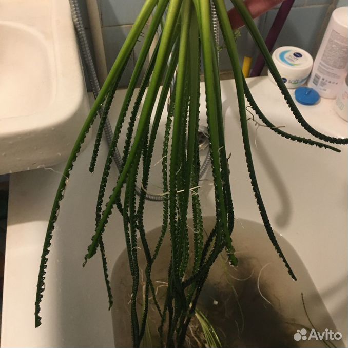 Кринум волнистый