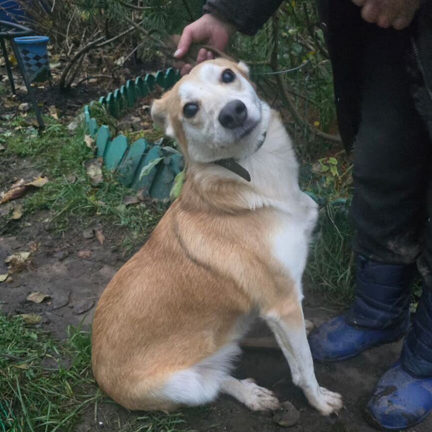 Взрослая собака в добрые руки