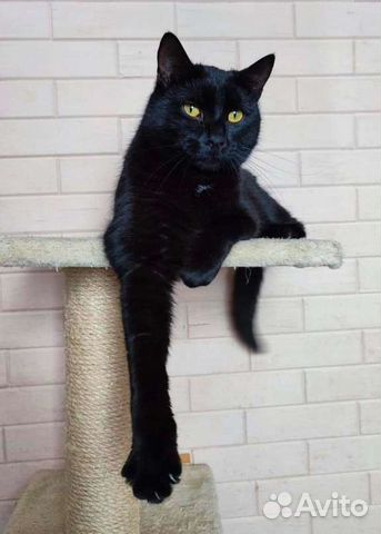 Очень красивый черный кот