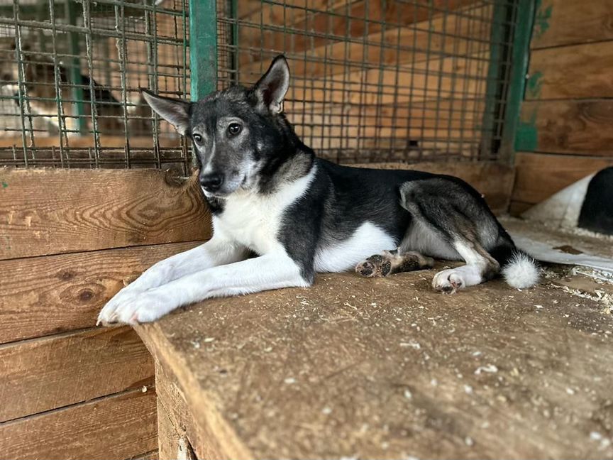 Молодая ласковая Габи