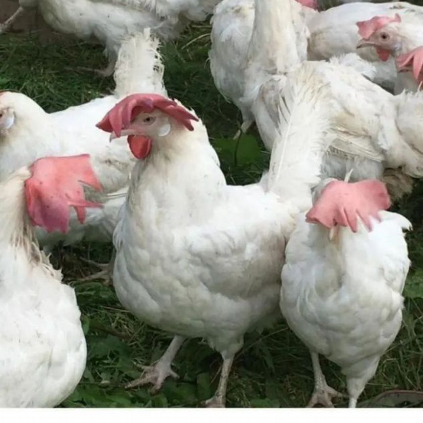 Куры несушки продам