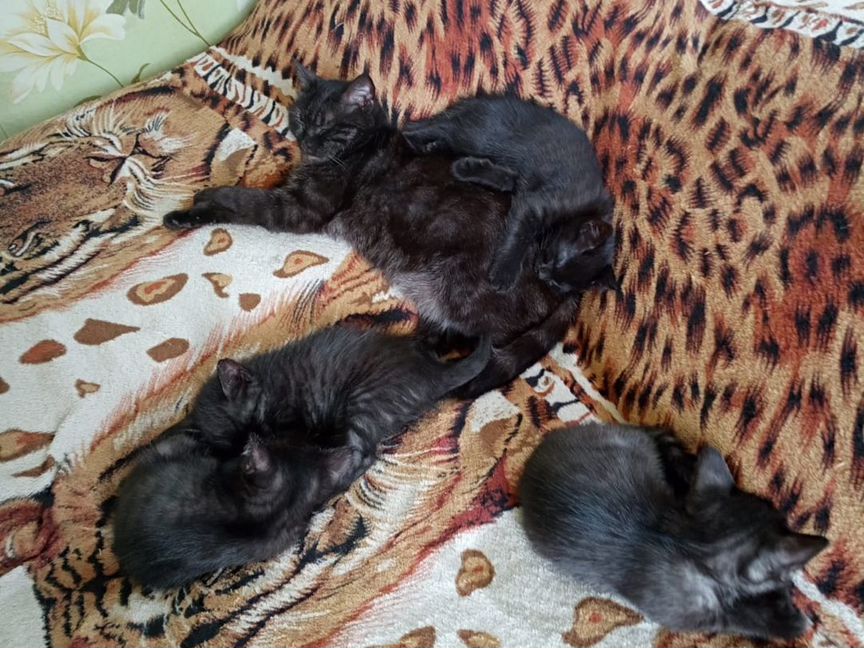 Котята в добрые руки