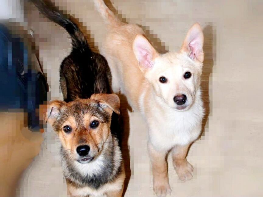 Невероятно умные щенки ищут хозяев