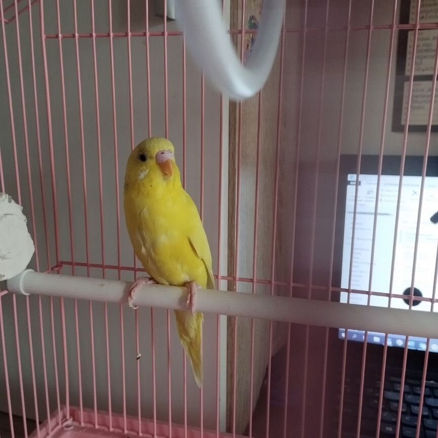 Волнистый попугай девочка