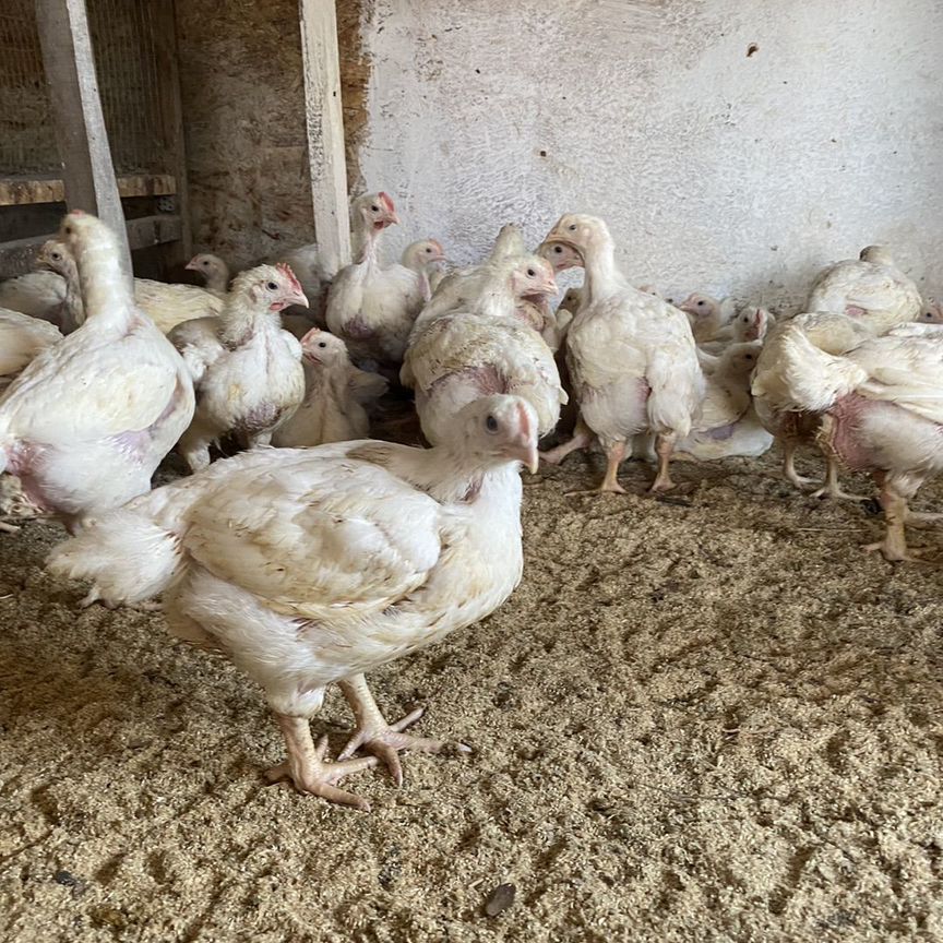 Бройлер подрощенный 35 дней