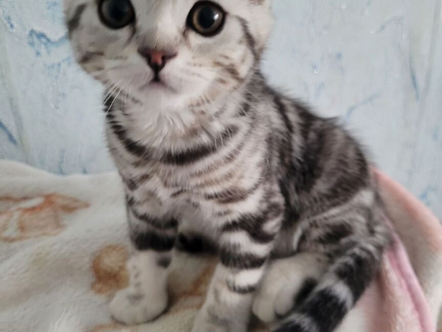 Шотландские вислоухие котята