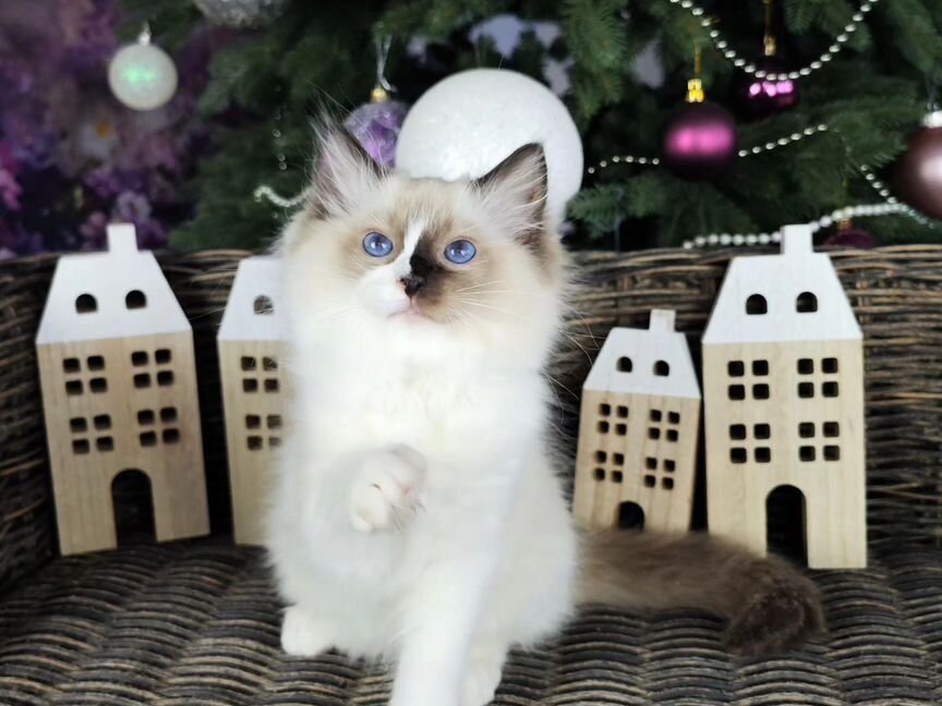 Nikon, рэгдолл с родословной