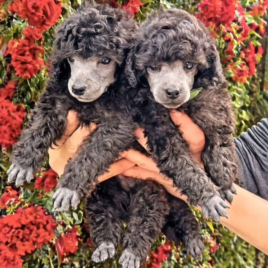 Той-пудель, щенок