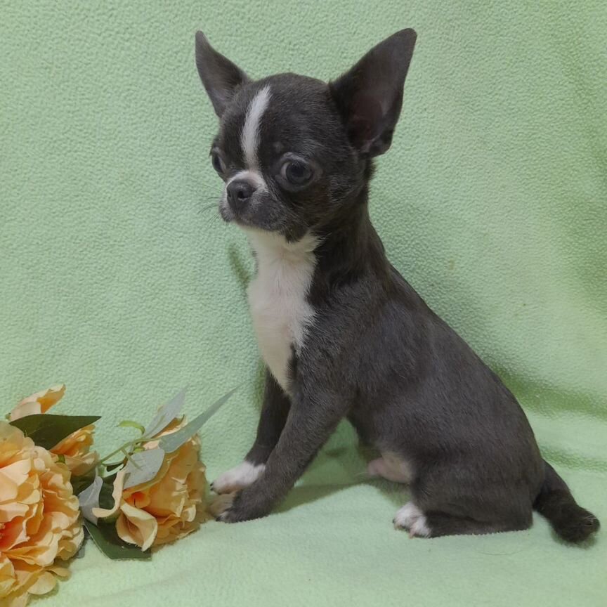 Красавец малыш