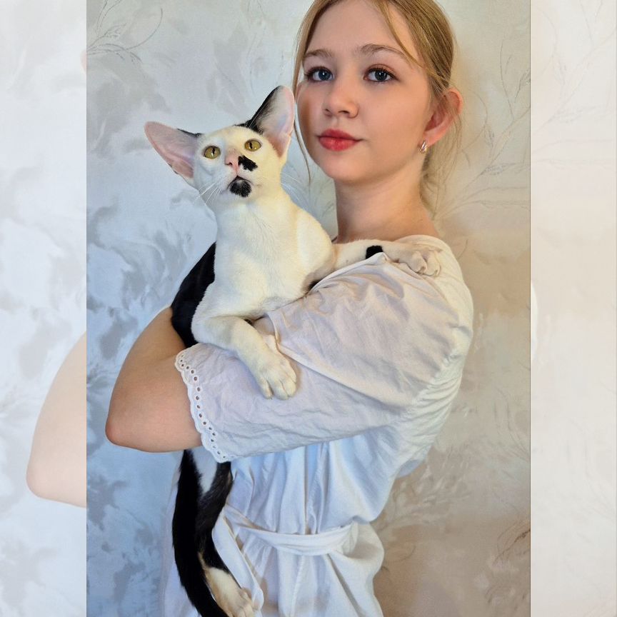 Ориентальный, взрослый кот