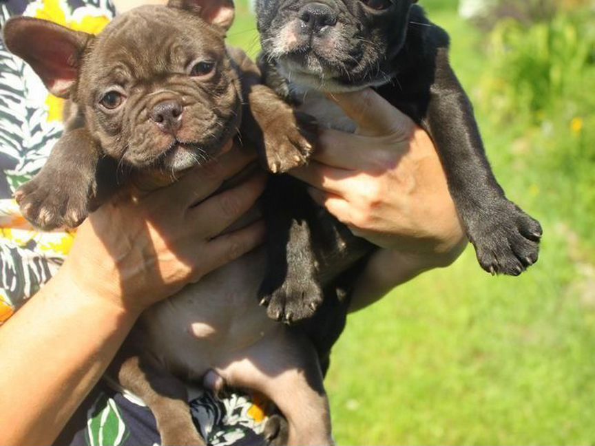 Французский бульдог щенки