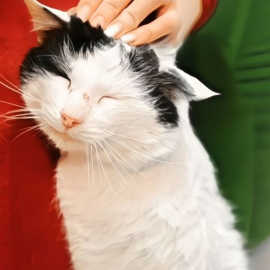 Взрослый кот в добрые руки