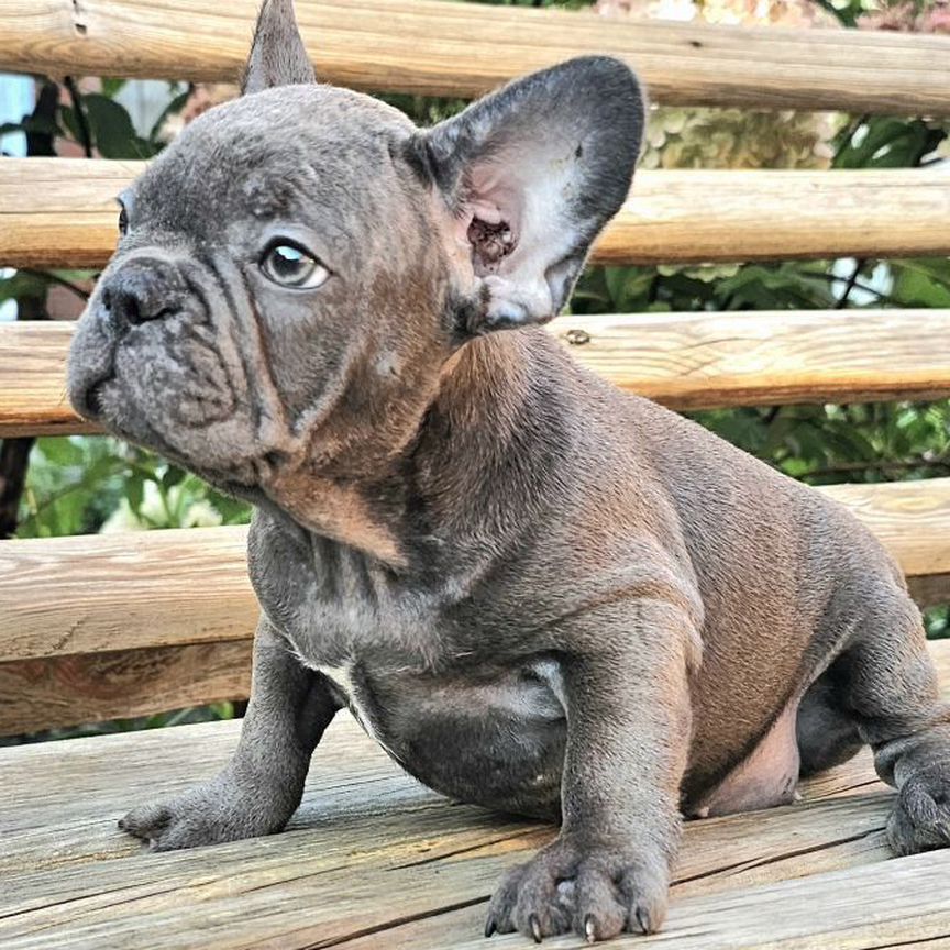 Голубые детки