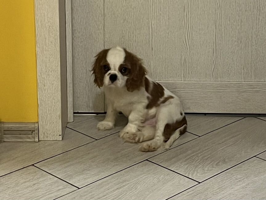 Кавалер кинг чарльз спаниель