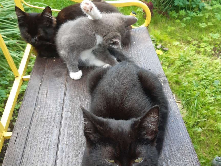 Кошки