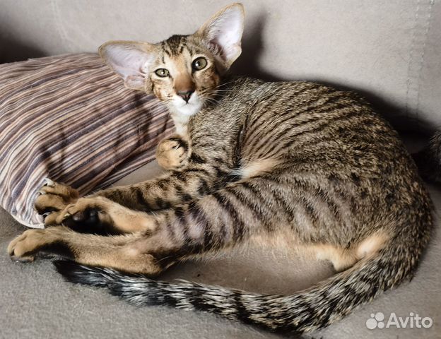 Ориентальный котенок