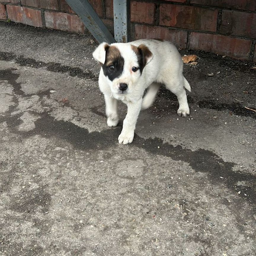 Щенок на ладошке
