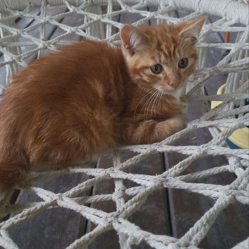 Котики ищут новый дом