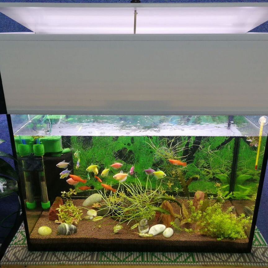 Аквариум с рыбками