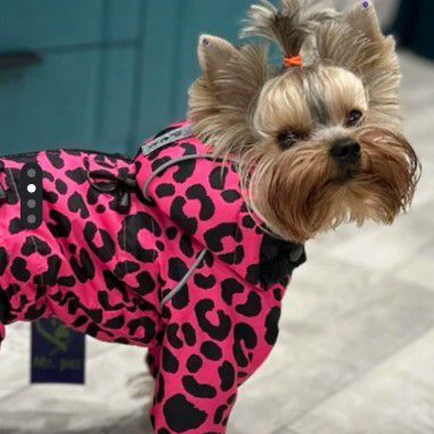 Костюм для собаки