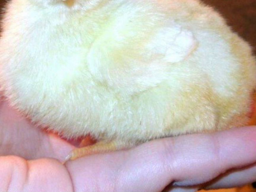 Цыплята бройлеры