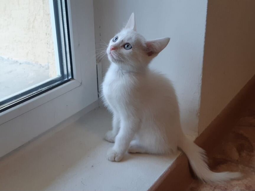 Котенок альбинос,красавец с голубыми глазами