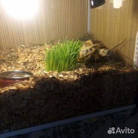 Черепаха сухопутная