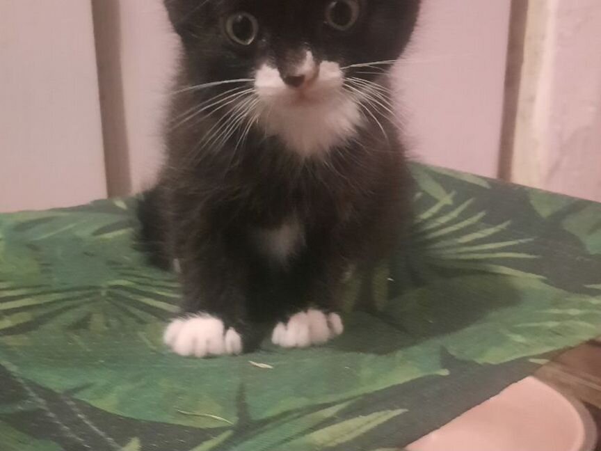 Кошки в добрые руки