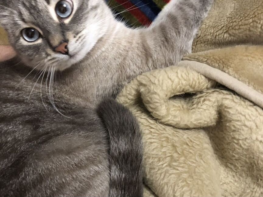 Тайский кот в добрый руки