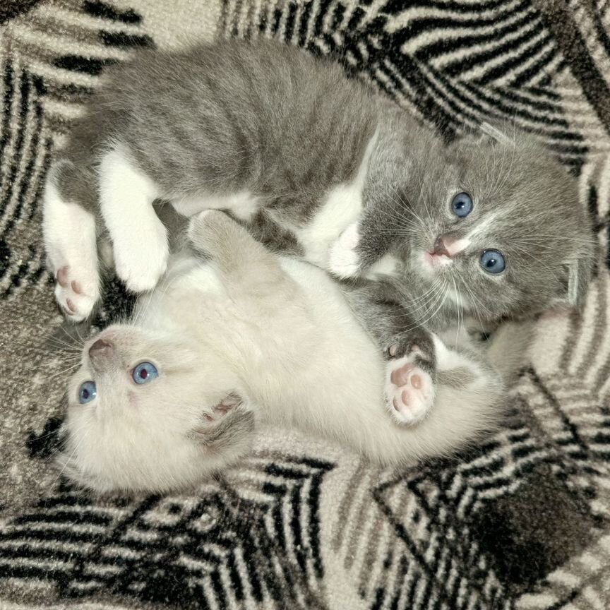 Британские котята