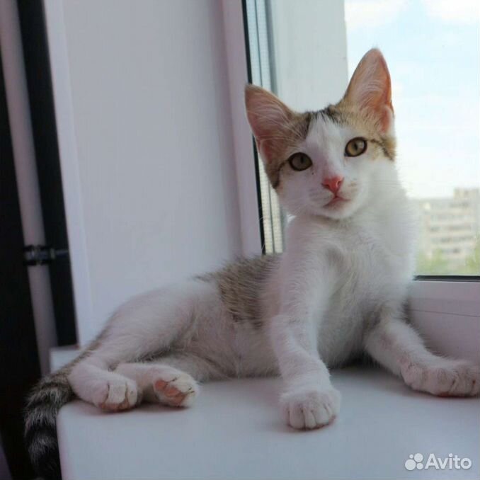 Ласковый котенок Бублик., 3,5 месяца