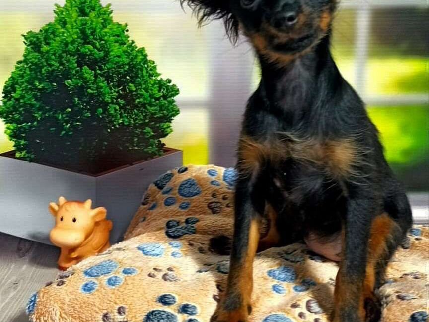 Щенок русского той-терьера длинношерстный