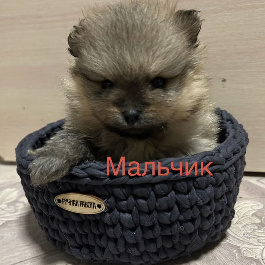 Померанский шпиц, щенок