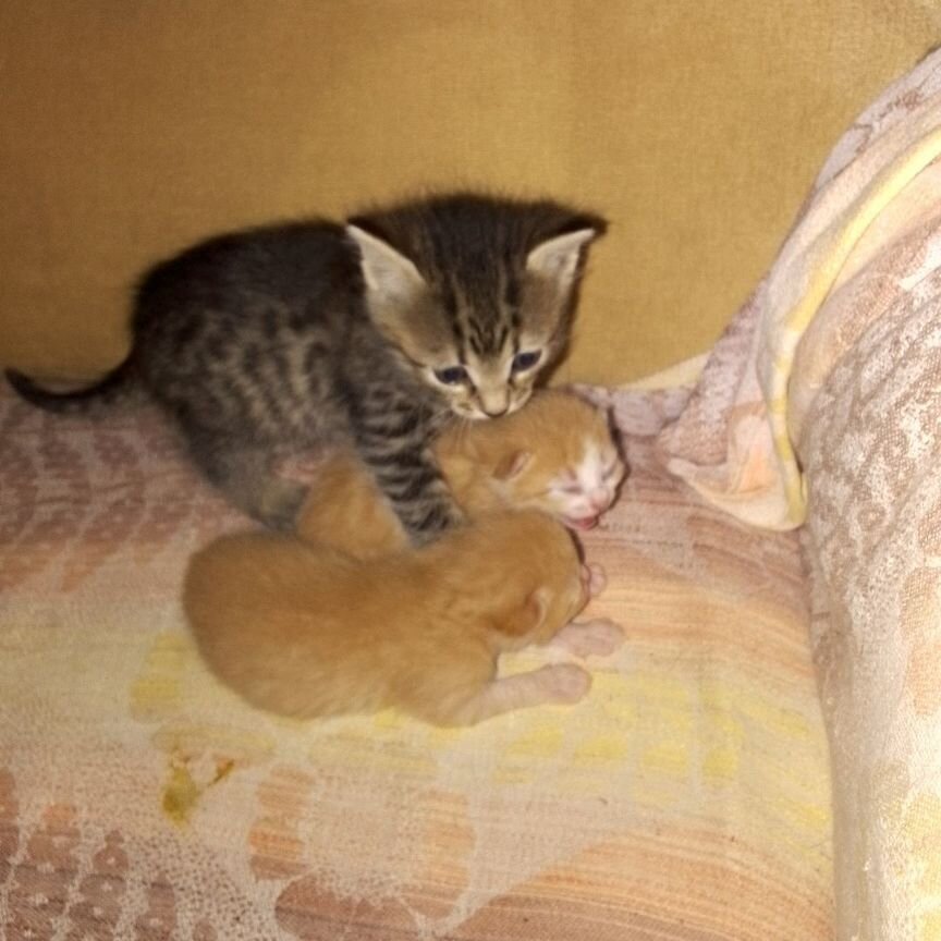 Котята в добрые руки бесплатно мальчик