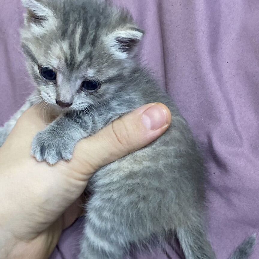 Котята в добрые руки 1 месяц