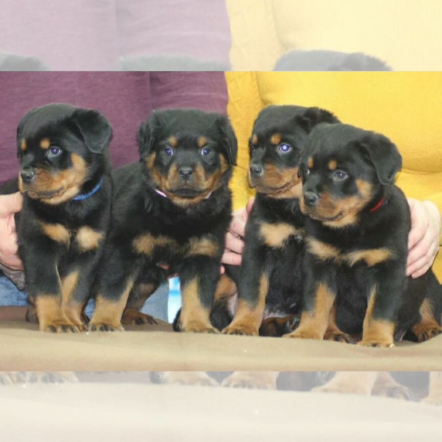 Ротвейлер, щенок