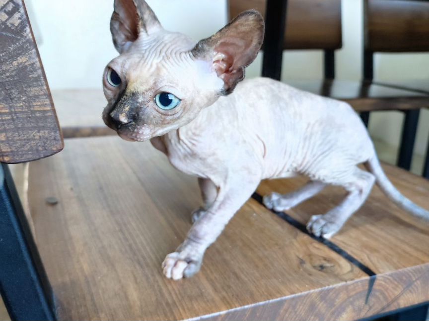 Котята сфинкс