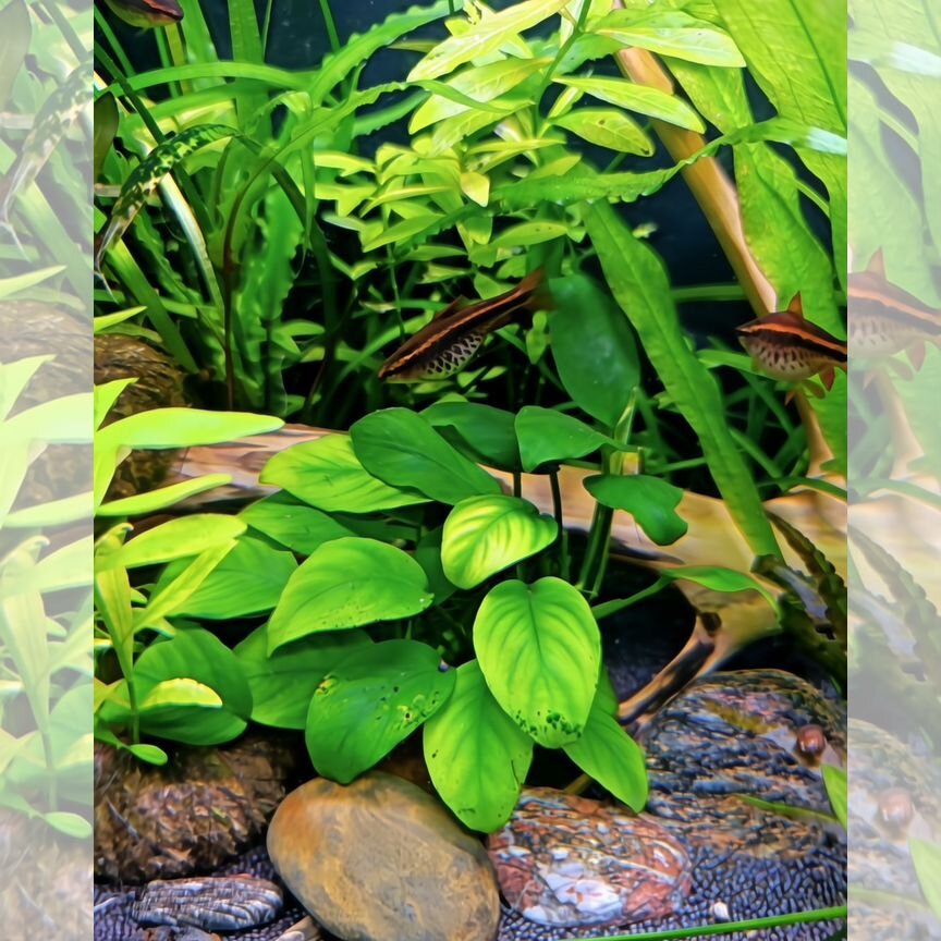 Аквариумные растения. Анубиас. Криптокорина