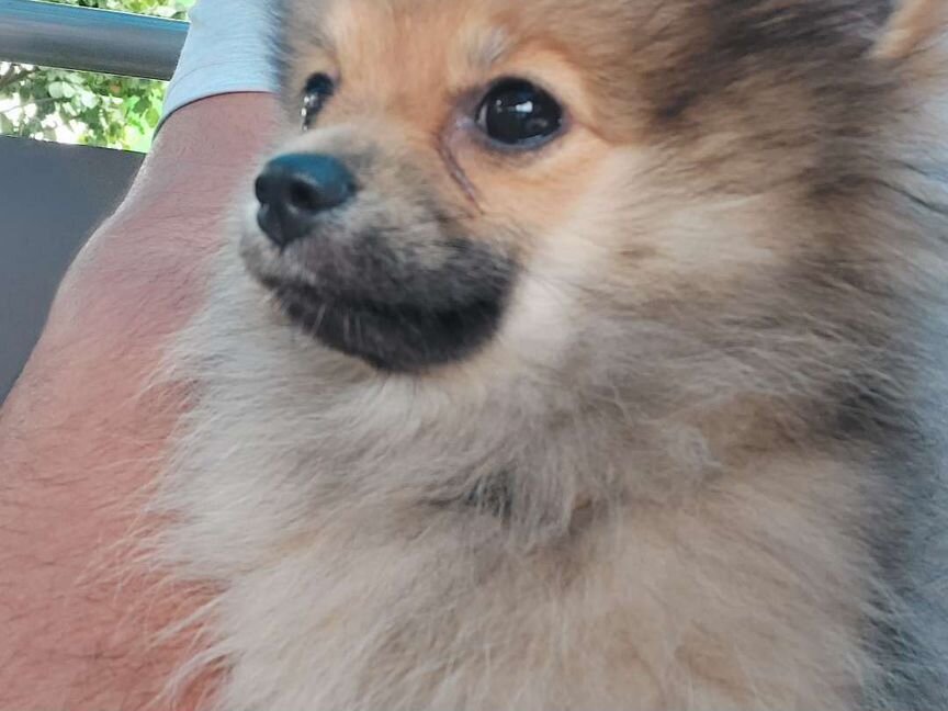 Померанский шпиц мини щенок