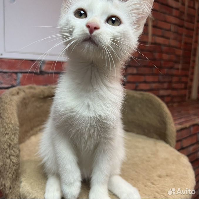 Котенок девочка Стеша 3 мес ищет семью