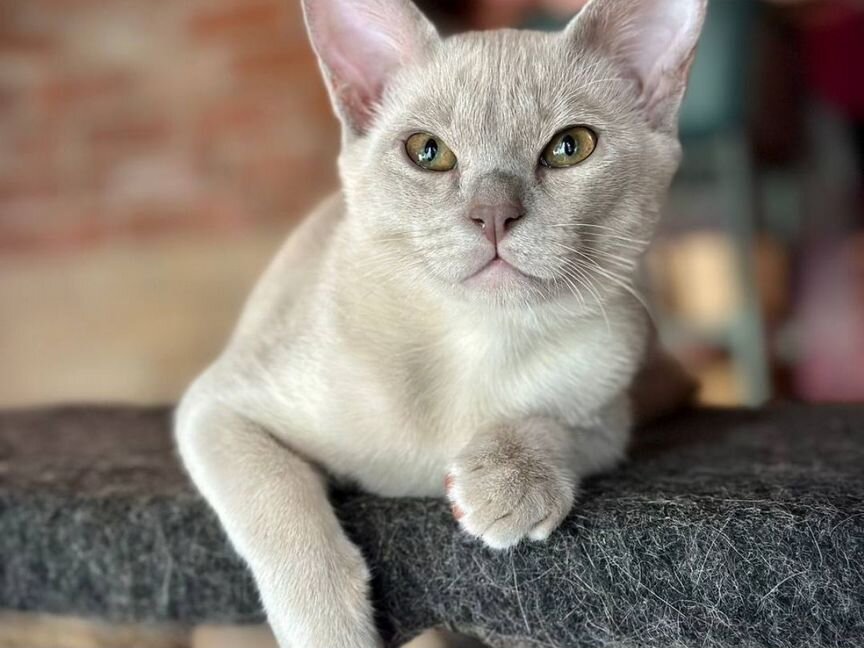 Бурманские котята