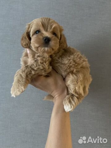 Мальтмпу mini мальчик